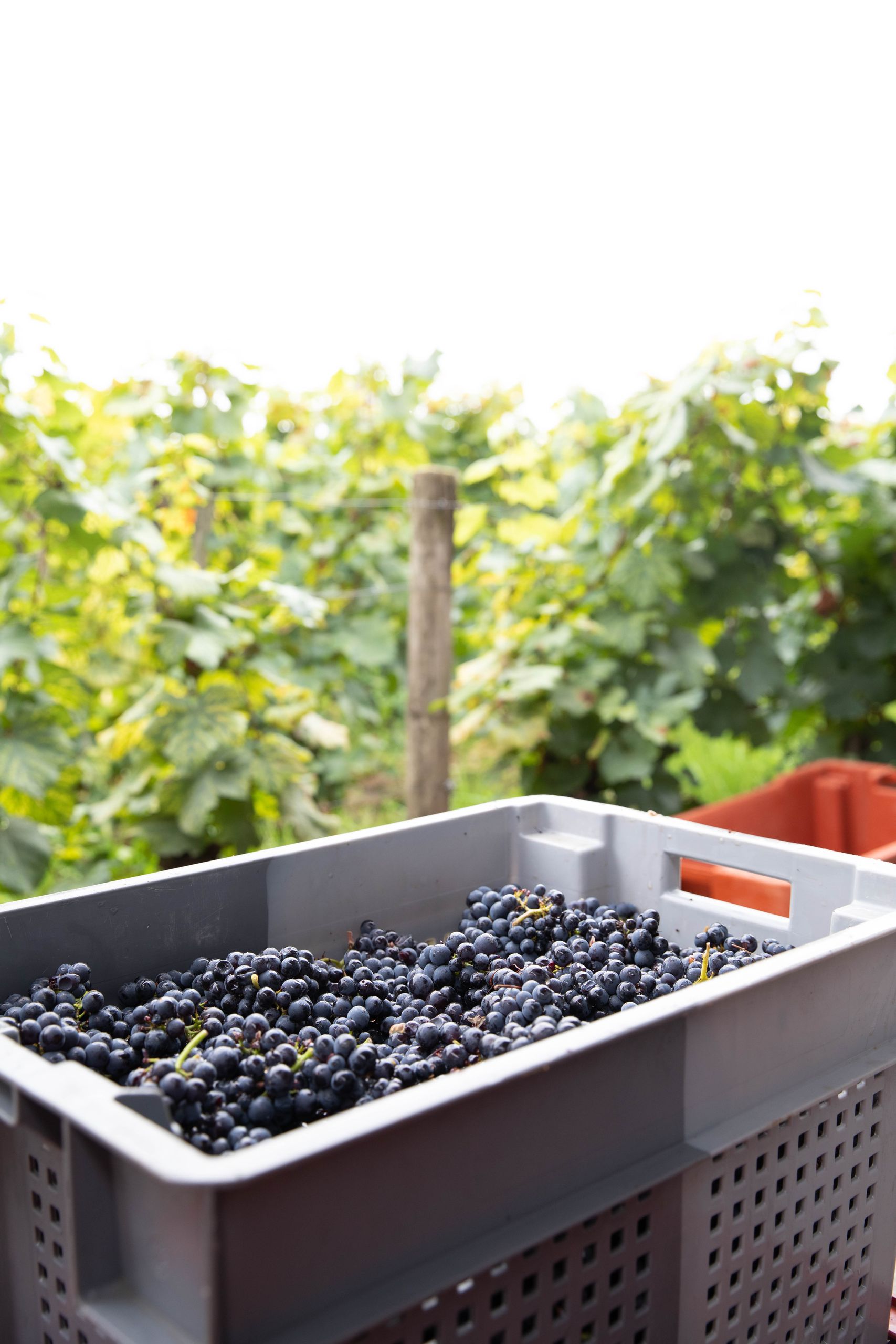 Allen Medows' Burghound's 2022-2021 Reviews - Domaine Amiot et Fils